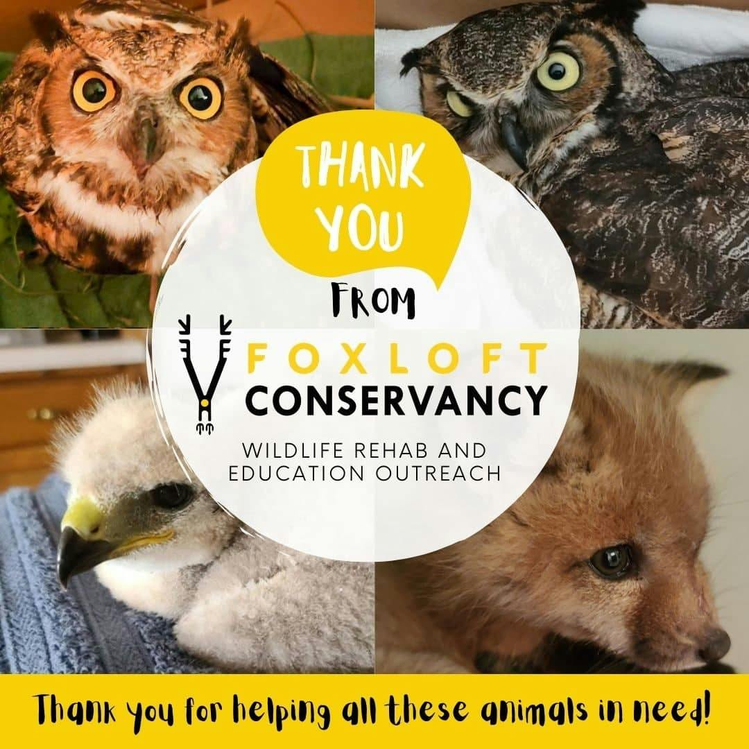 Community | Visionary Vultures 4: Sentinels of the Sky - BackerKit